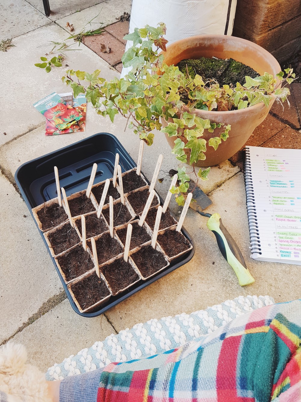 Grow Your Own - 5 Easy to Grow Veggies for Beginners - April Everyday