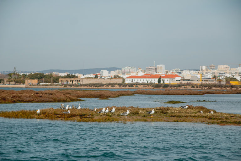Faro Boat Trip - Exploring the Islands of Ria Formosa Natural Park ...